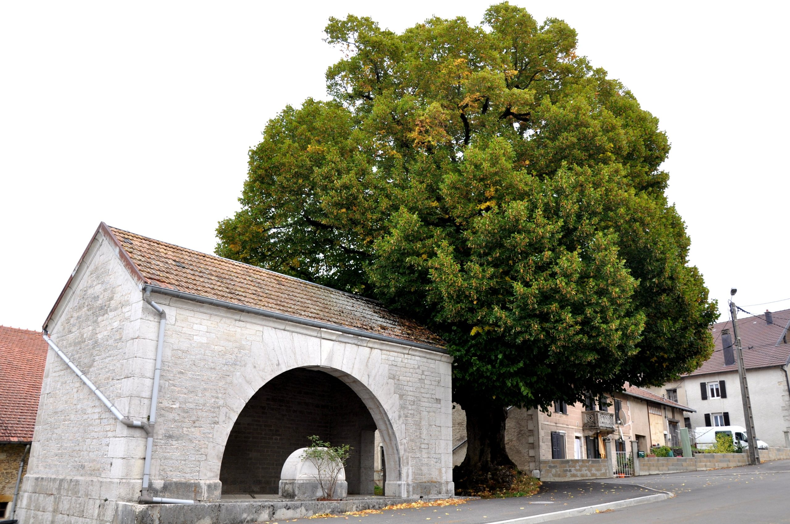 TILLEUL 4 fois centenaire - Mairie de Loray