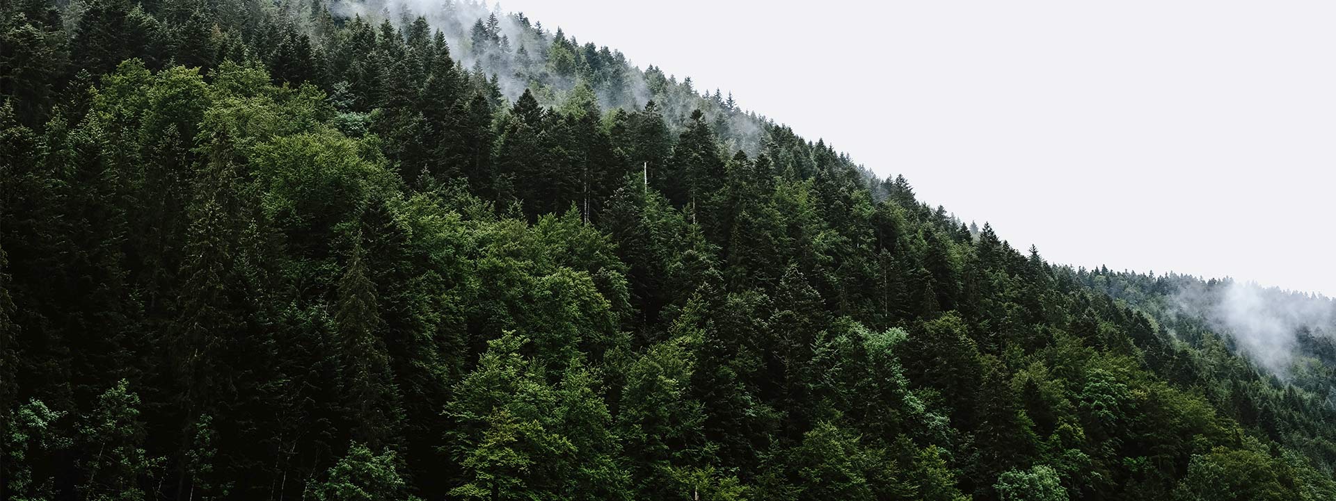 Forêt - Mairie de Loray
